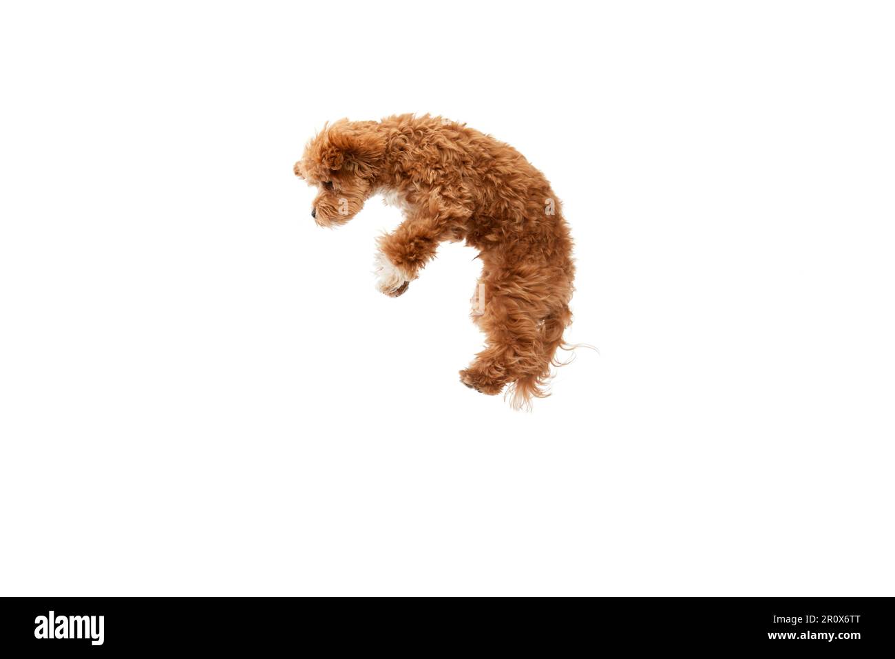 Portrait with funny dog with brown fur and fluffy paws jumping isolated ...