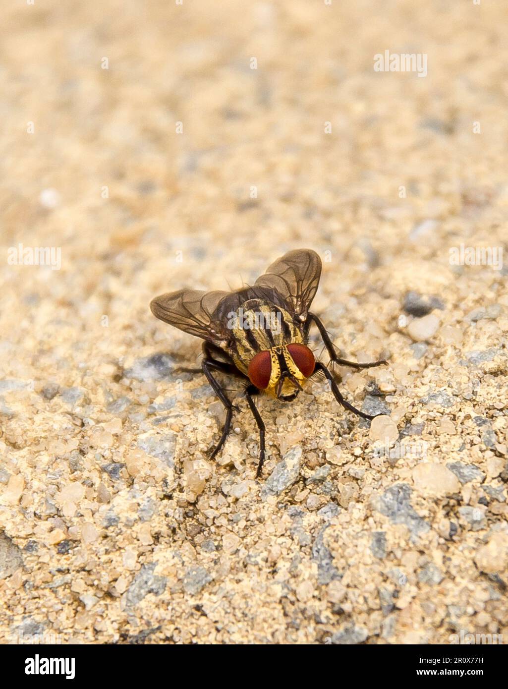 Small striped Australian Yellow flesh fly, family: sarcophaga, with ...