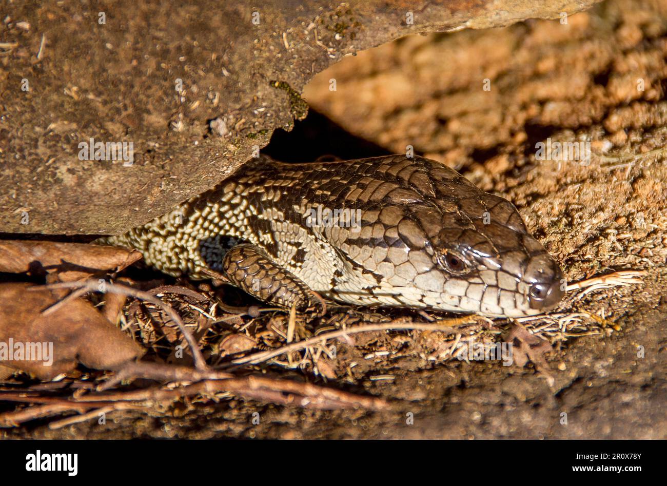 Australian Pink tongue skink, Cyclodomorphus gerrardii, looking out ...