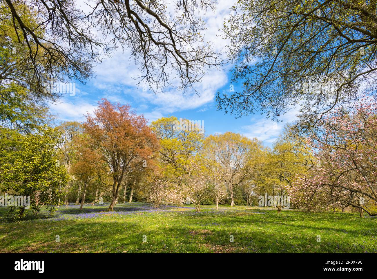 Winkworth Arboretum in spring, Surrey, England Stock Photo - Alamy