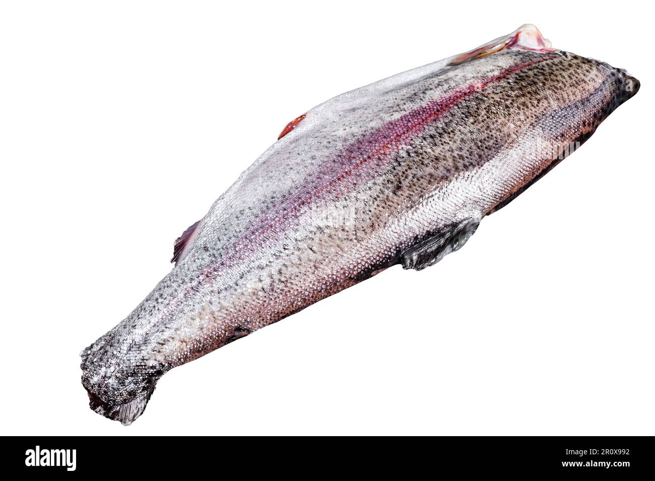 Raw whole trout fish without a head. Isolated on white background Stock ...