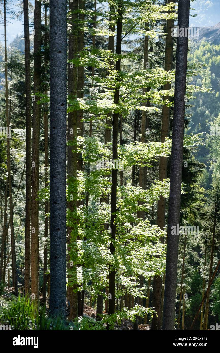Trees in the forest. Beautiful summer forest with trees. Vertical image ...