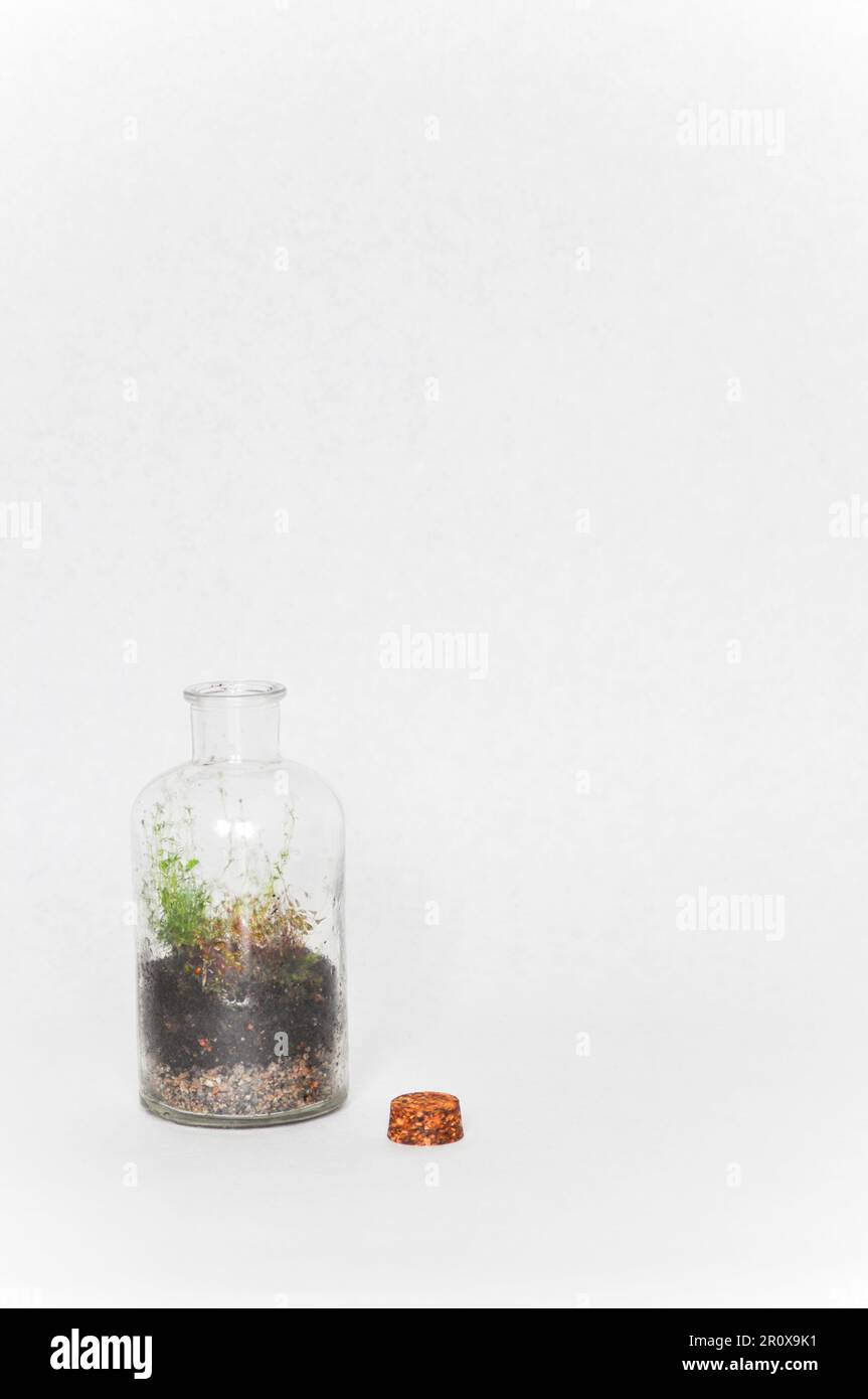 A small bottle terrarium made from a recycled bottle, with moss and ...