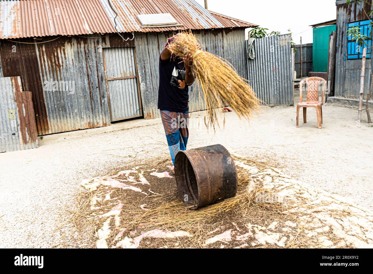 Farmer threshing rice. Farmers threshe paddy rice in a traditional ...