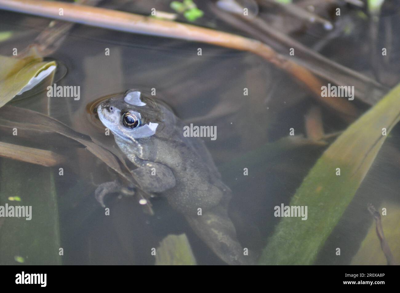 An adult, common frog Rena temporaria in a garden pond in spring time ...