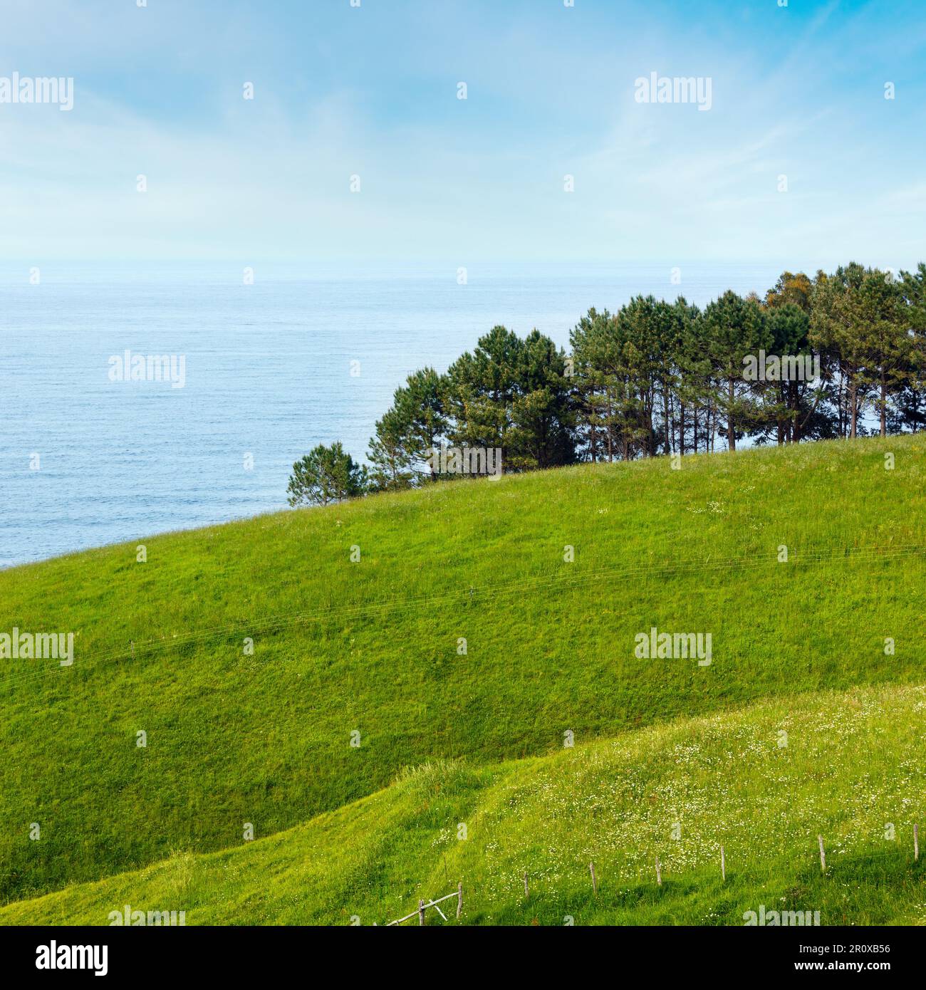 Pine trees on summer coast on sea background Stock Photo - Alamy