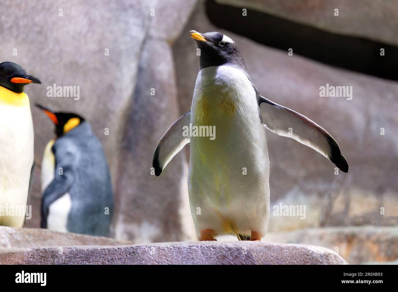 Penguin with spread wings . Aquatic flightless bird Stock Photo - Alamy