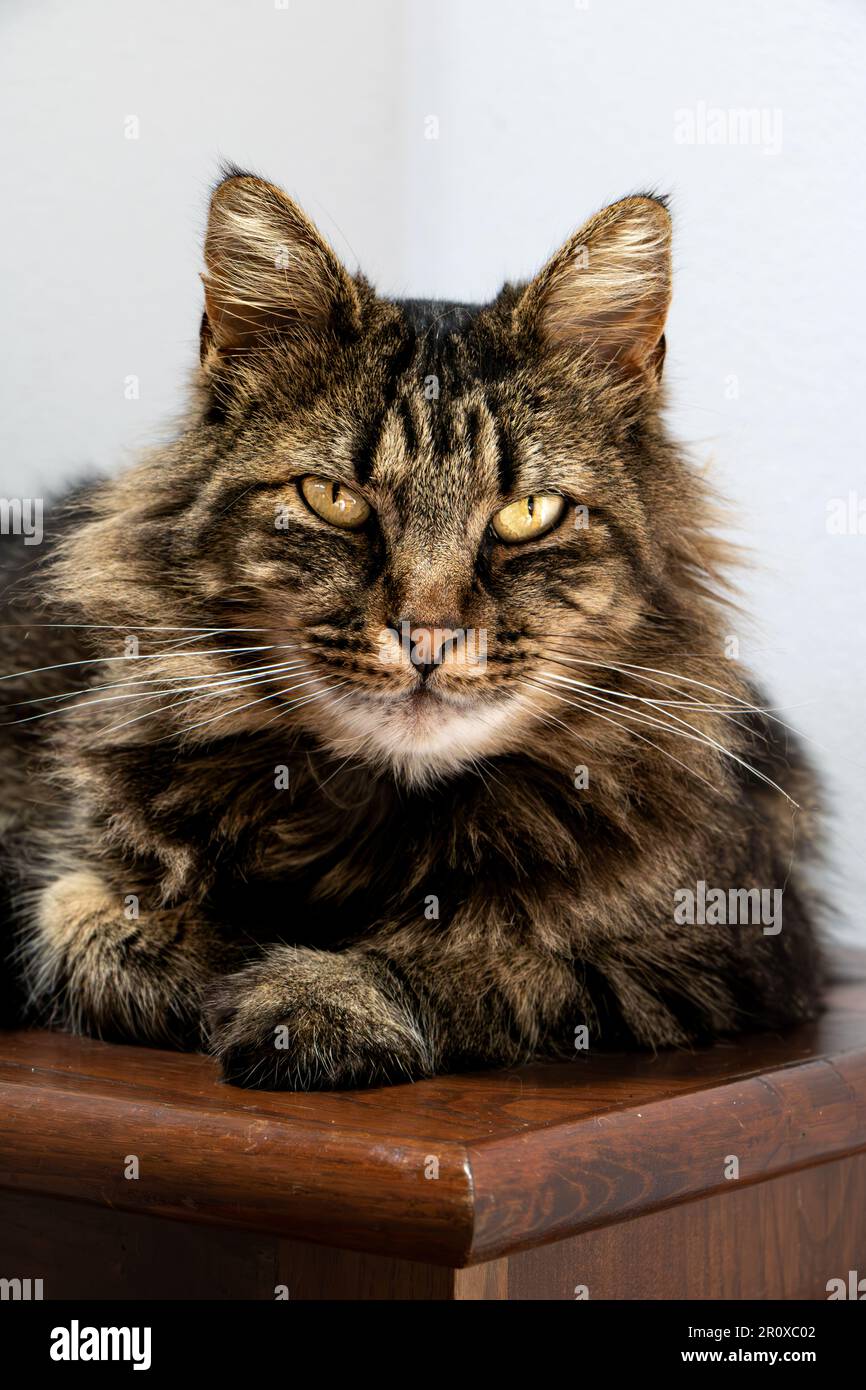 Gina the cat hi-res stock photography and images - Alamy