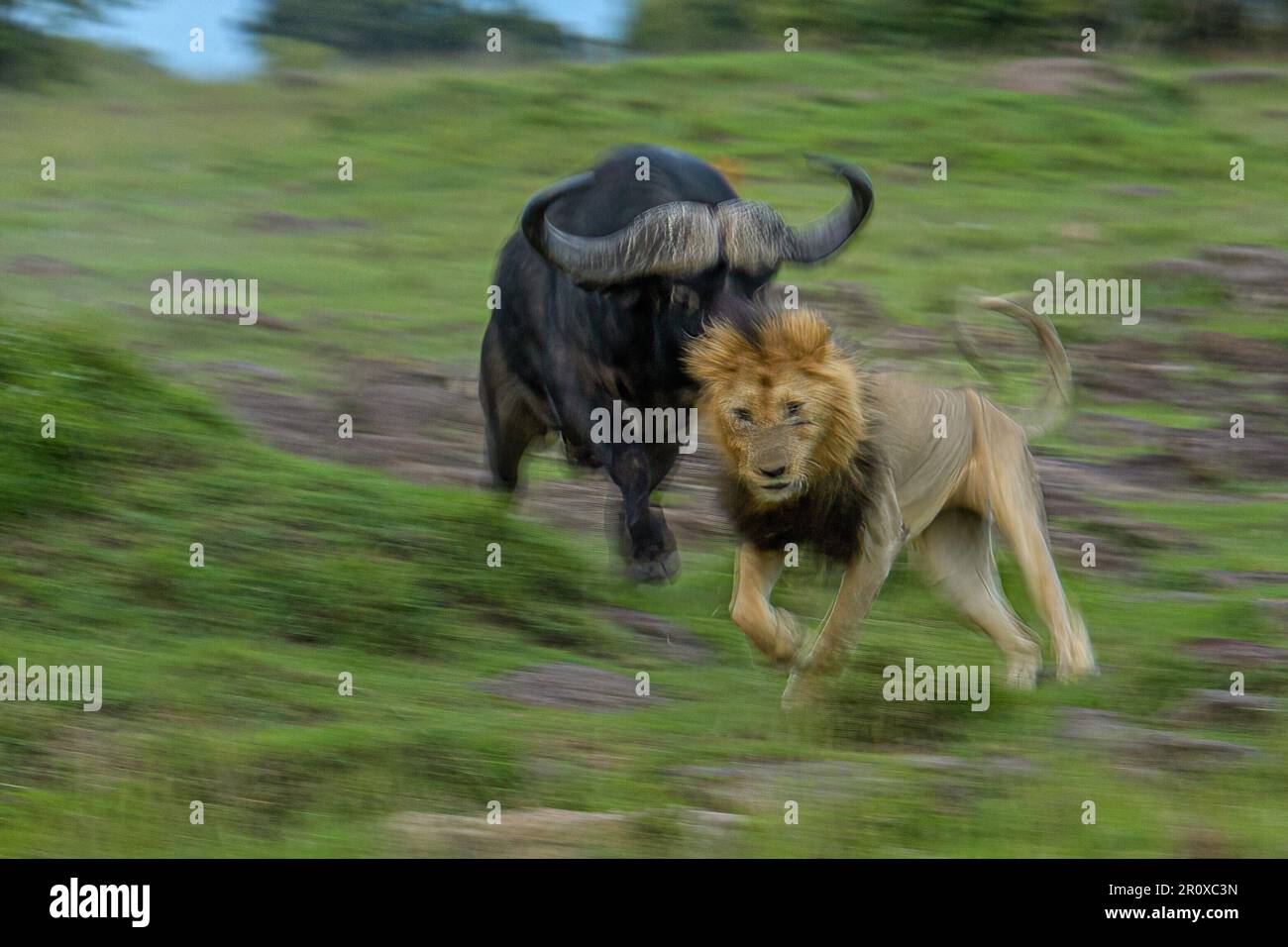The brave buffalo turns the tables by chasing the lion. THRILLING ...