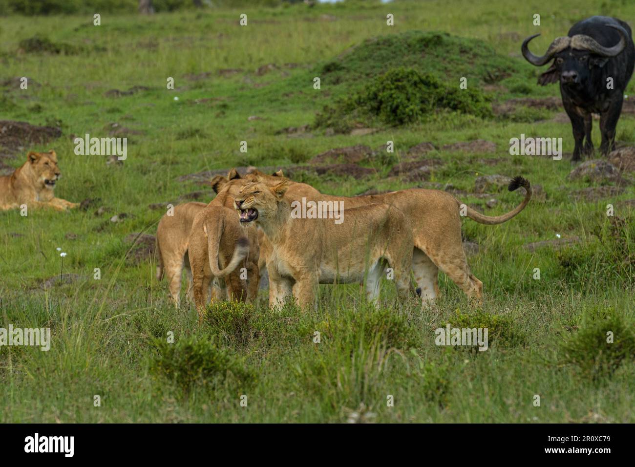 The buffalo stands its ground knowing it would be hard to escape this ...