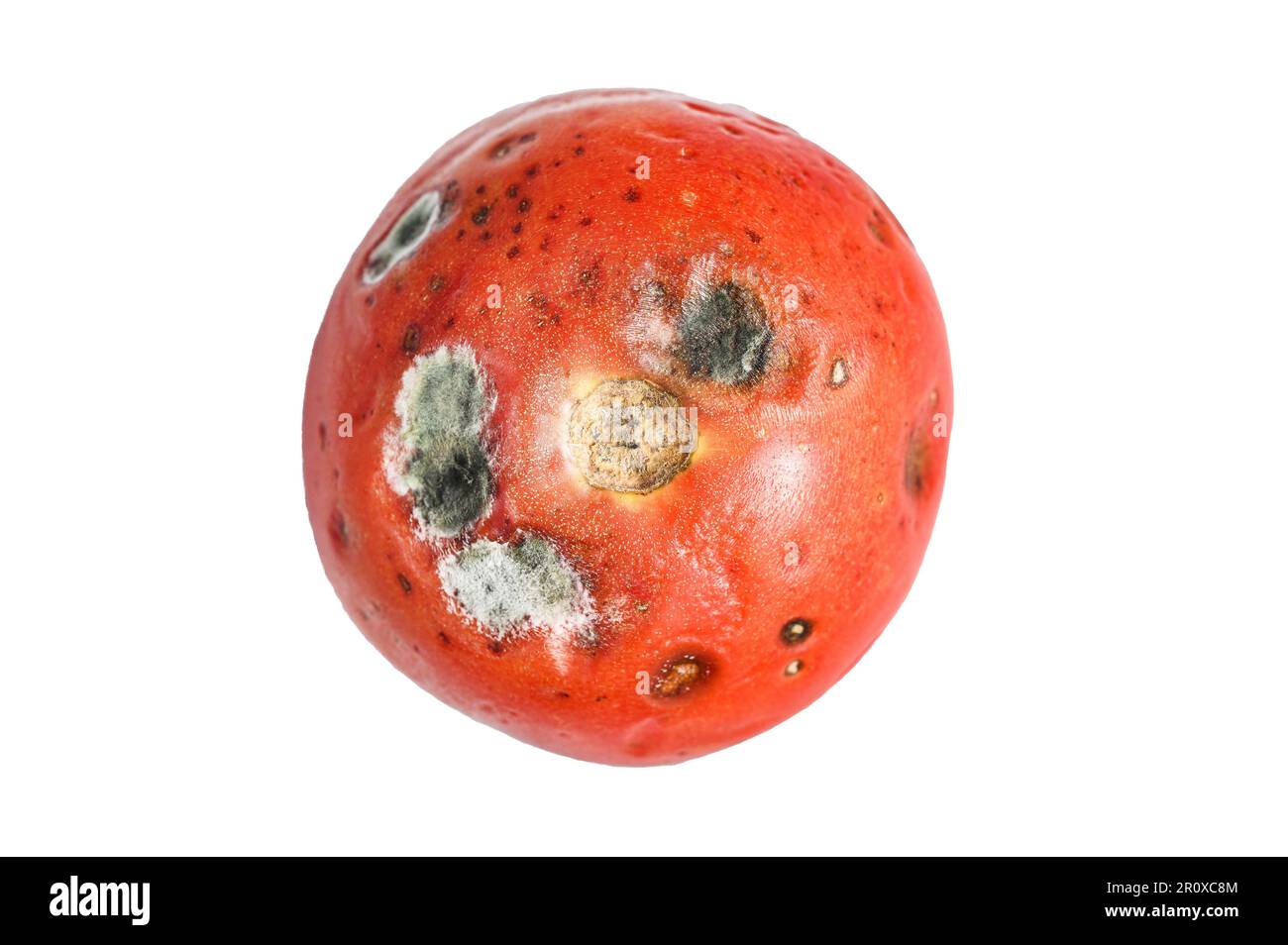 decayed rotten tomato. Isolated on white background Stock Photo - Alamy