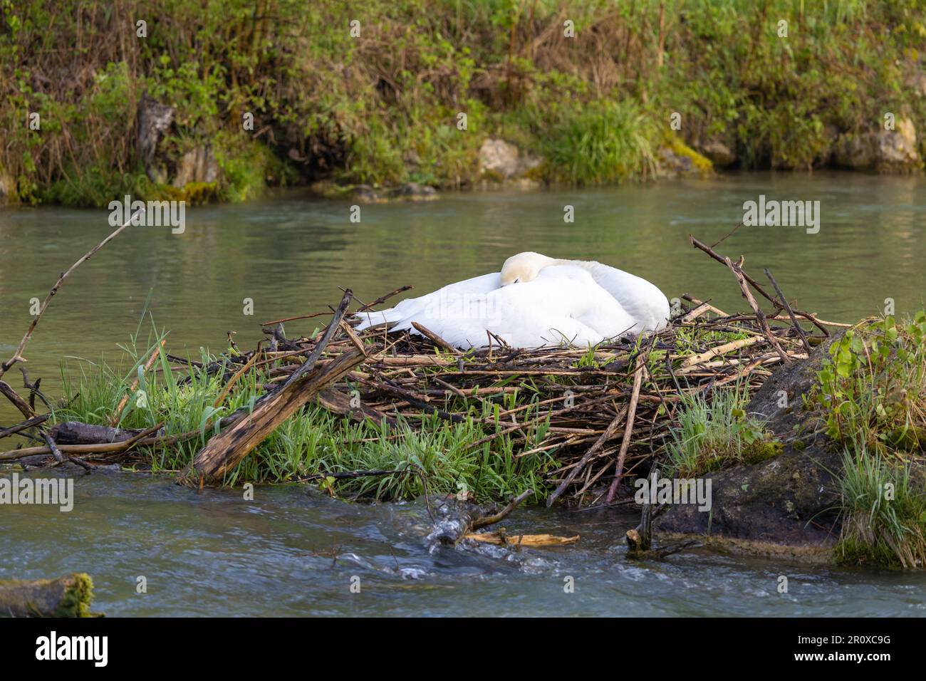 This image features a swan resting peacefully in its nest Stock Photo ...