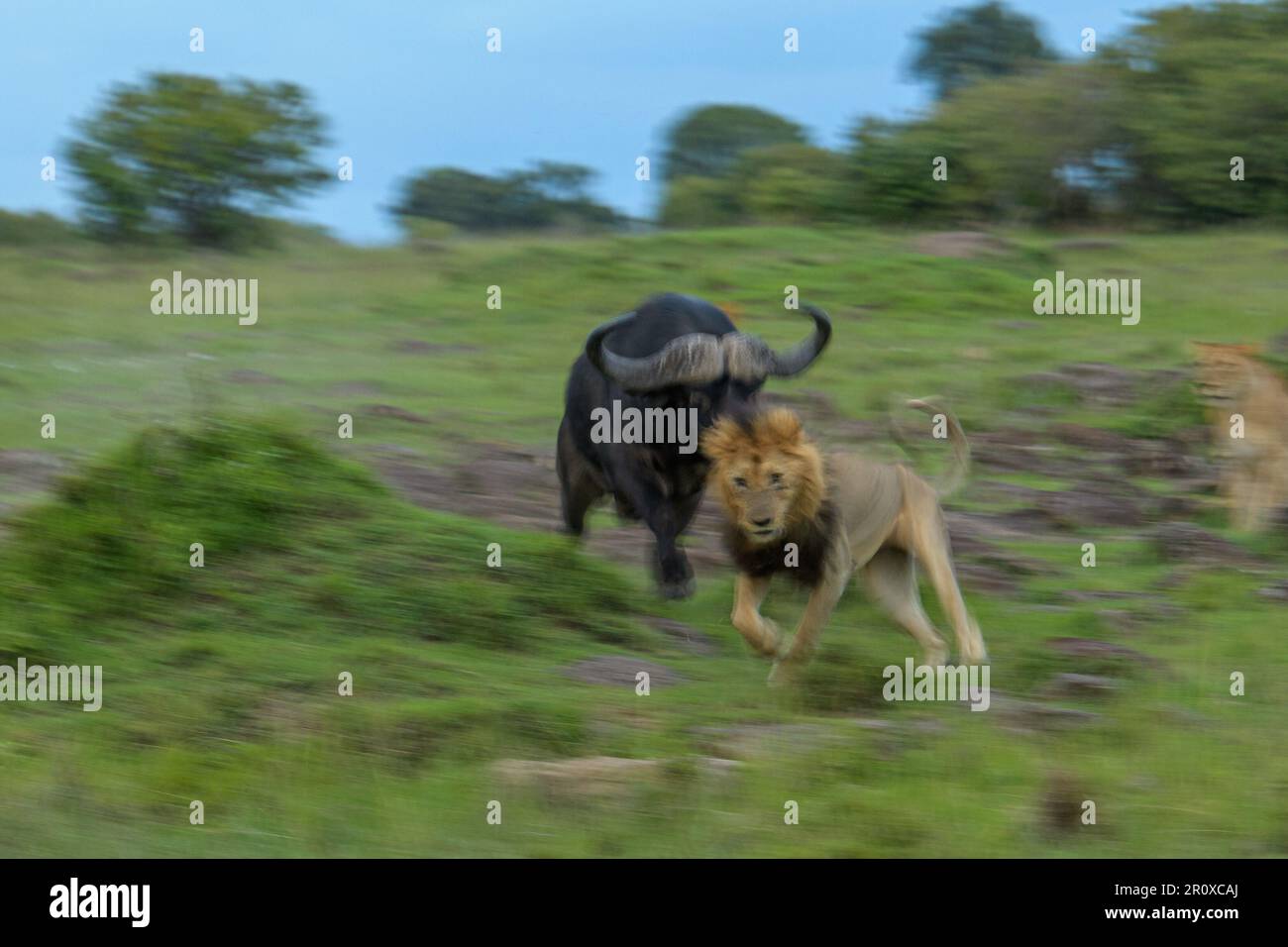 Safari en kenya wildlife hi-res stock photography and images - Alamy
