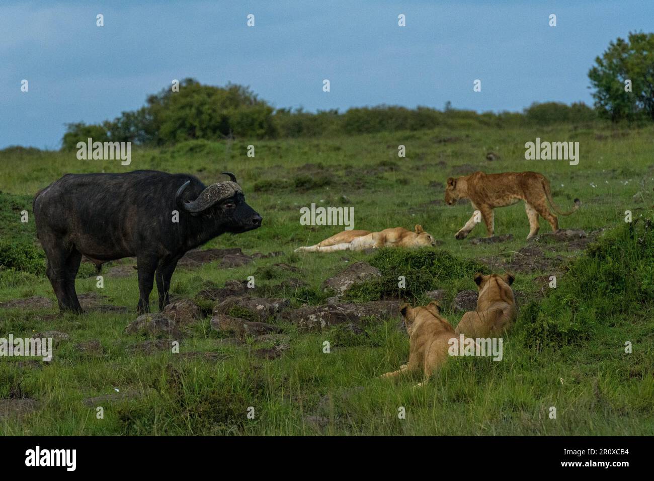The lions wait for their leader to attack. THRILLING images of a ...