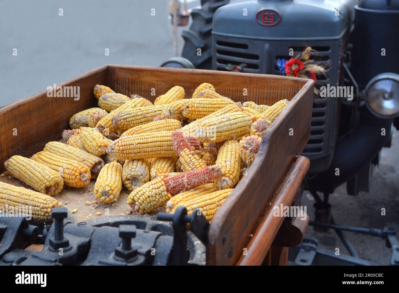 Shelling corn hi-res stock photography and images - Alamy