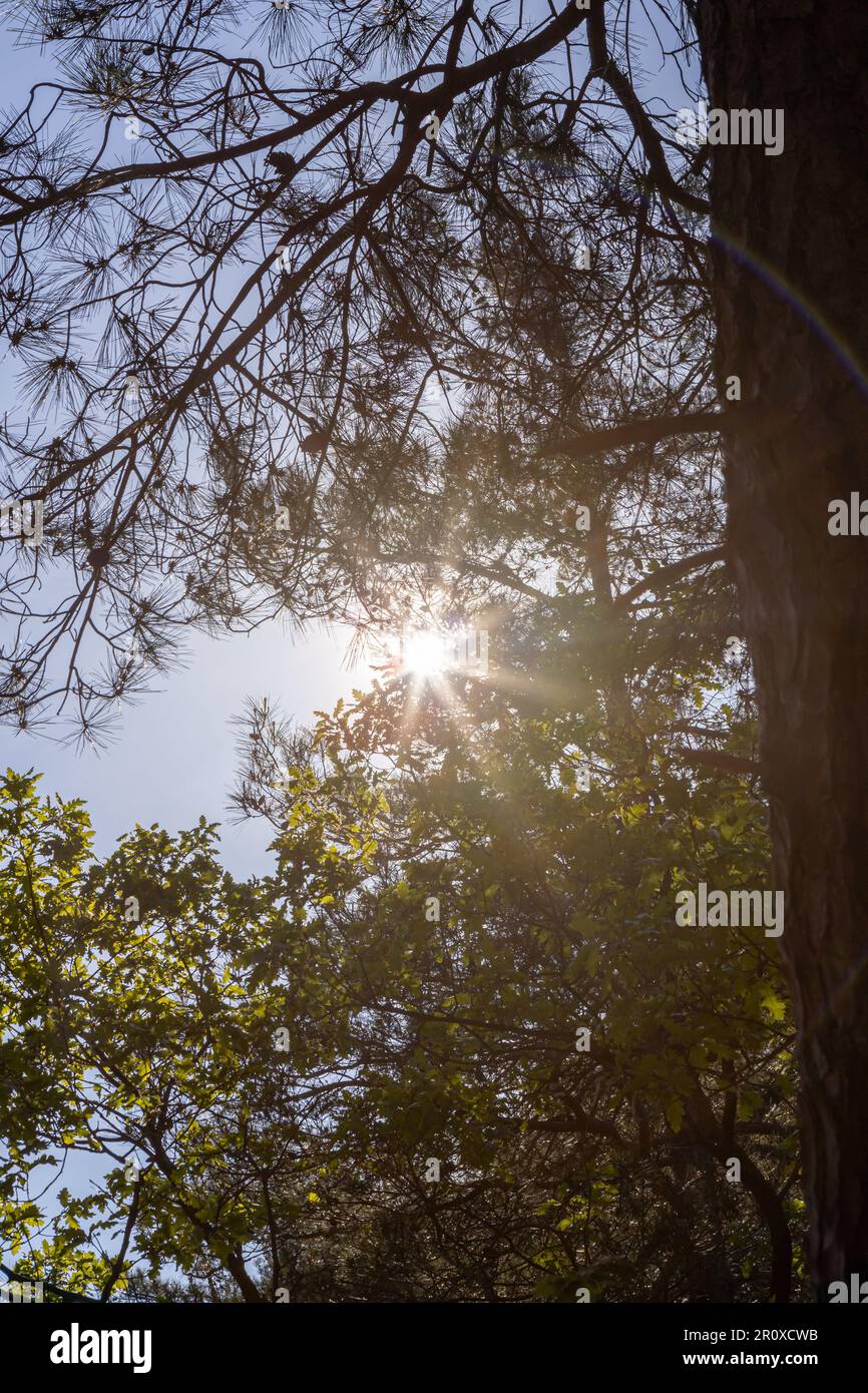 sunrise with rays of sunlight breaking through the branches Stock Photo ...