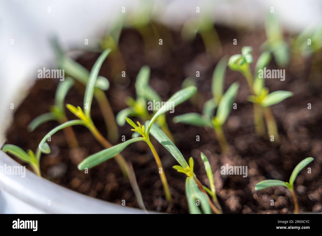 Small microgreens sprouts growing in pot. Grow, strength concept Stock ...