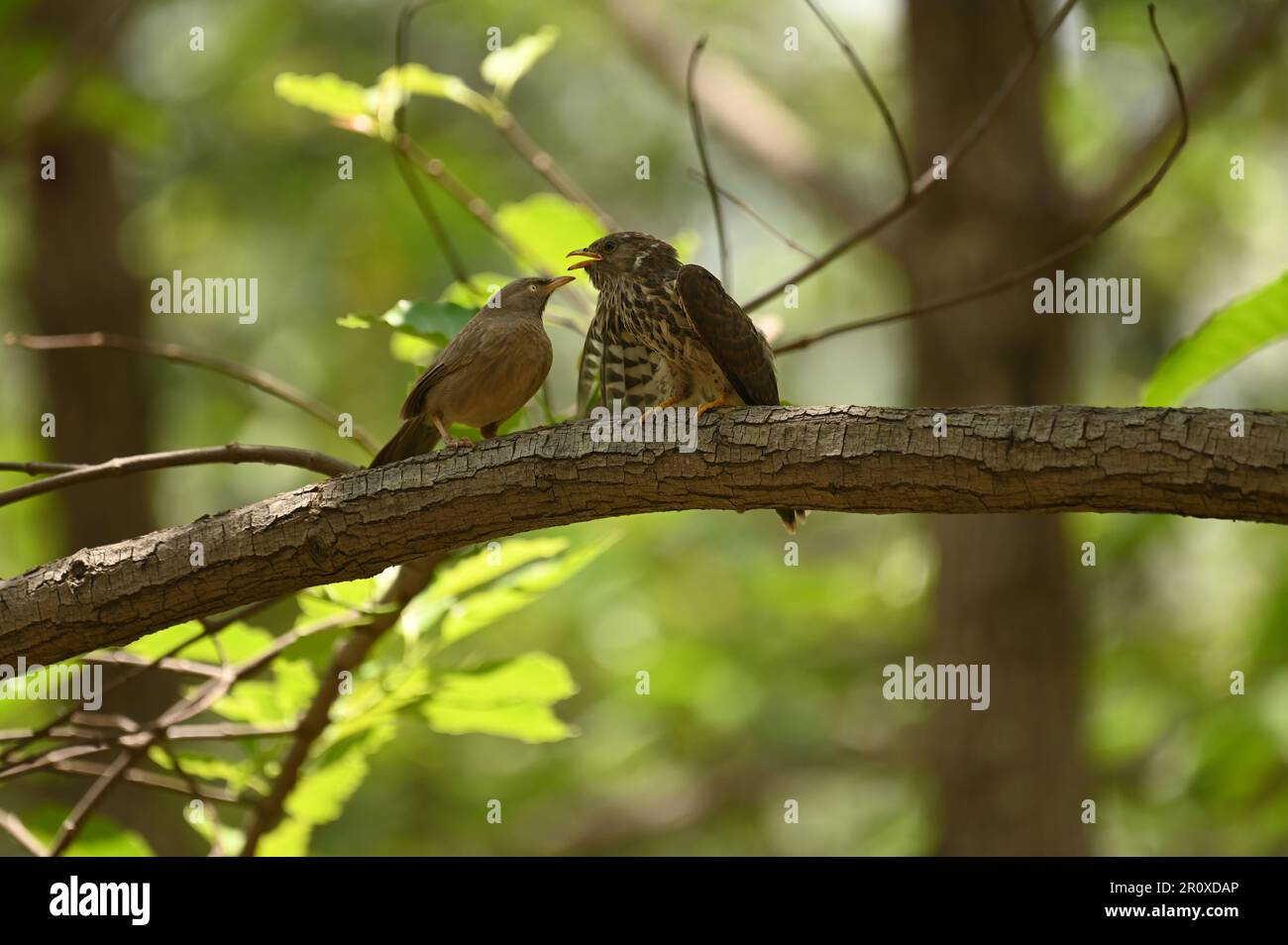 𝐁𝐫𝐨𝐨𝐝 𝐏𝐚𝐫𝐚𝐬𝐢𝐭𝐢𝐬𝐦 𝐛𝐲 𝐜𝐨𝐦𝐦𝐨𝐧 𝐡𝐚𝐰𝐤 𝐜𝐮𝐜𝐤𝐨𝐨 , here common hawk-cuckoo chick ...