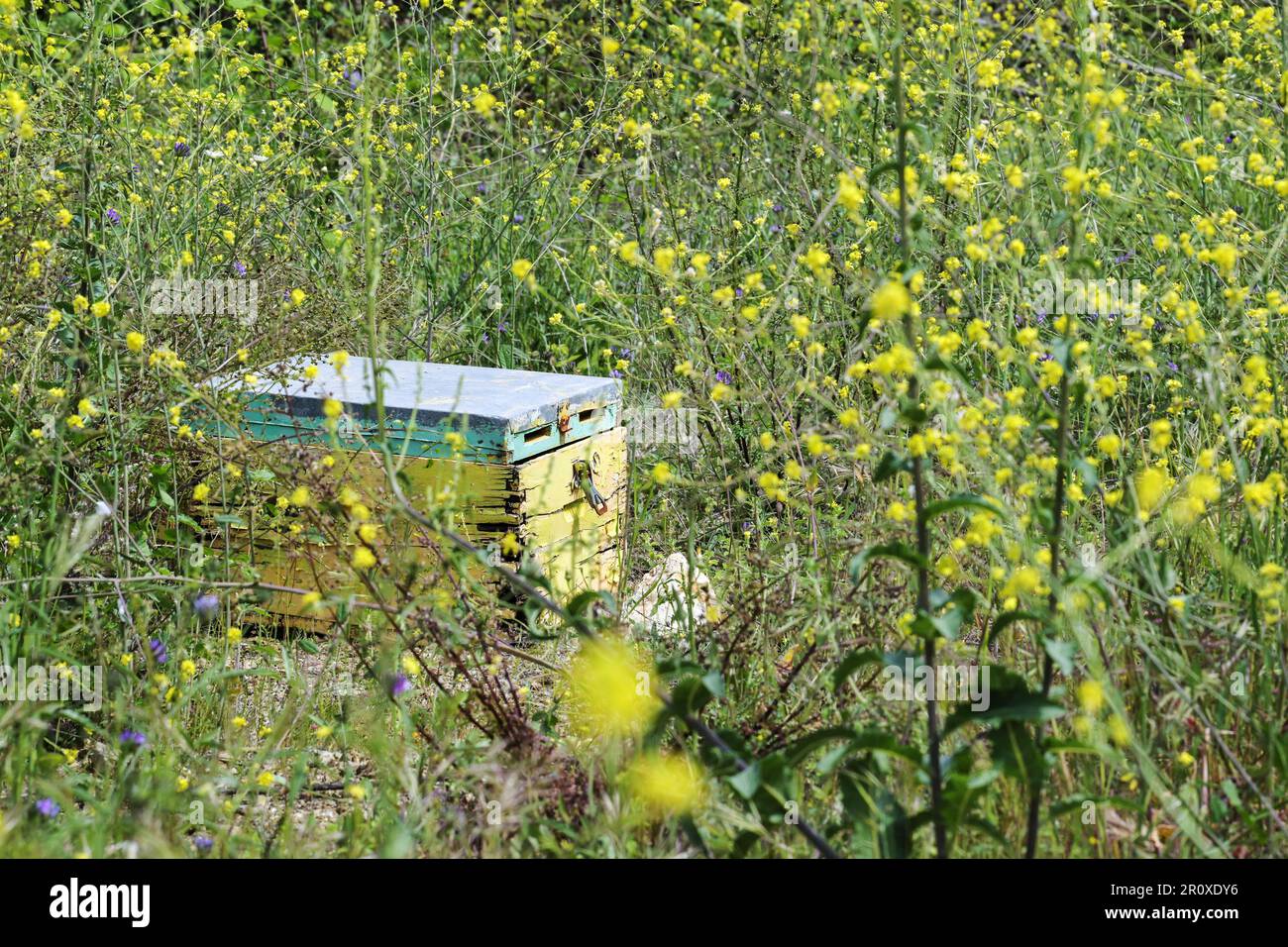 Old beehive with peeling paint on a meadow with yellow wildflowers ...