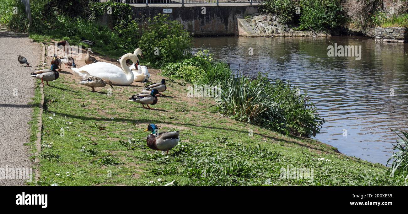 A gathering of wildfowl beside Millbrook Lake in Cornwall. Swans and ... A gathering of wildfowl beside Millbrook Lake in Cornwall. Swans and ...