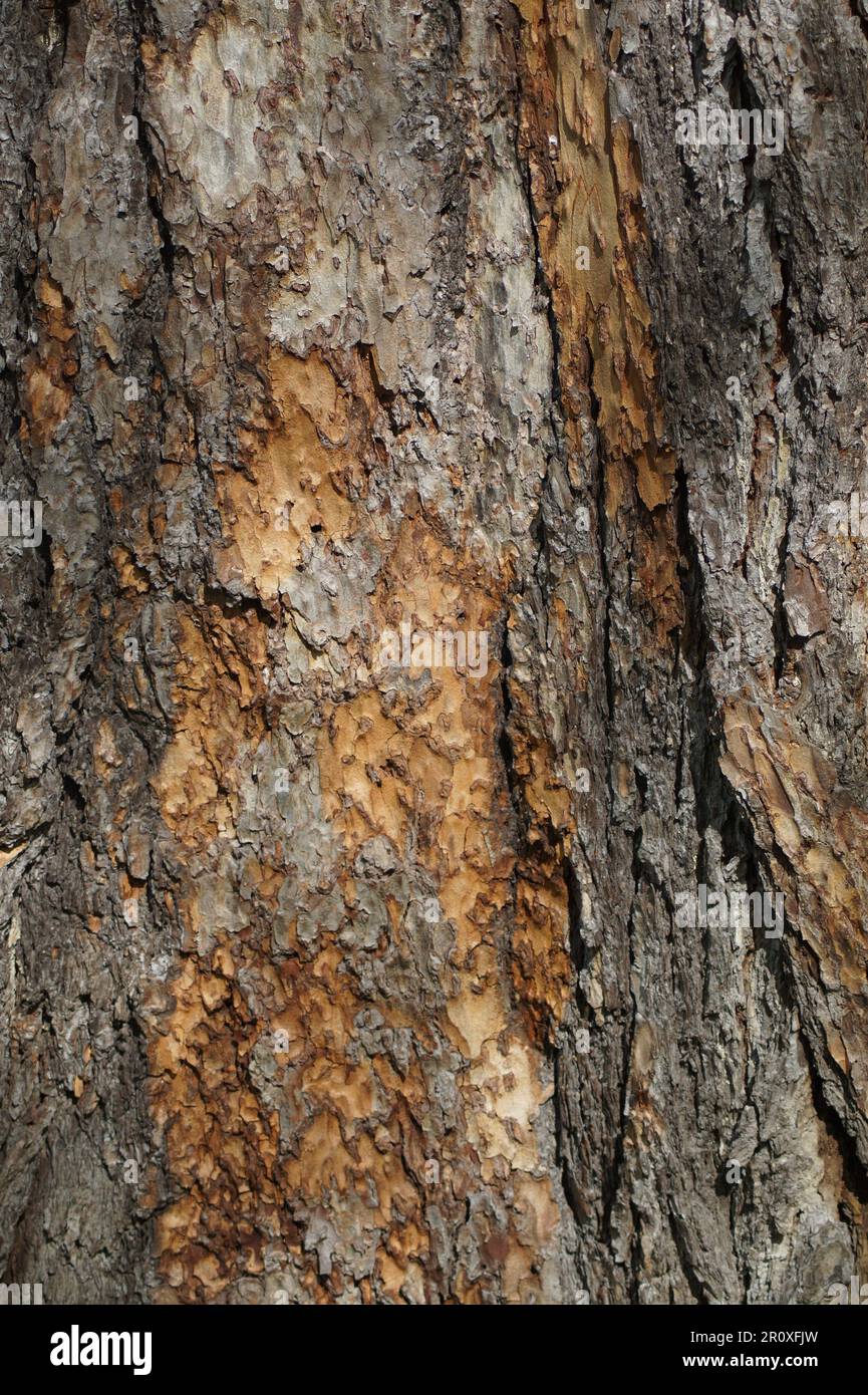 Photo of tree bark different surface structure Stock Photo - Alamy