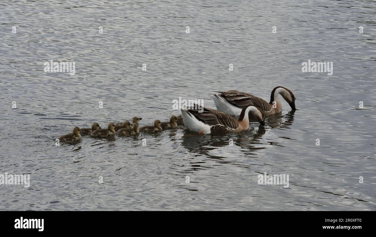 The two ducks with their ducklings in water Stock Photo - Alamy
