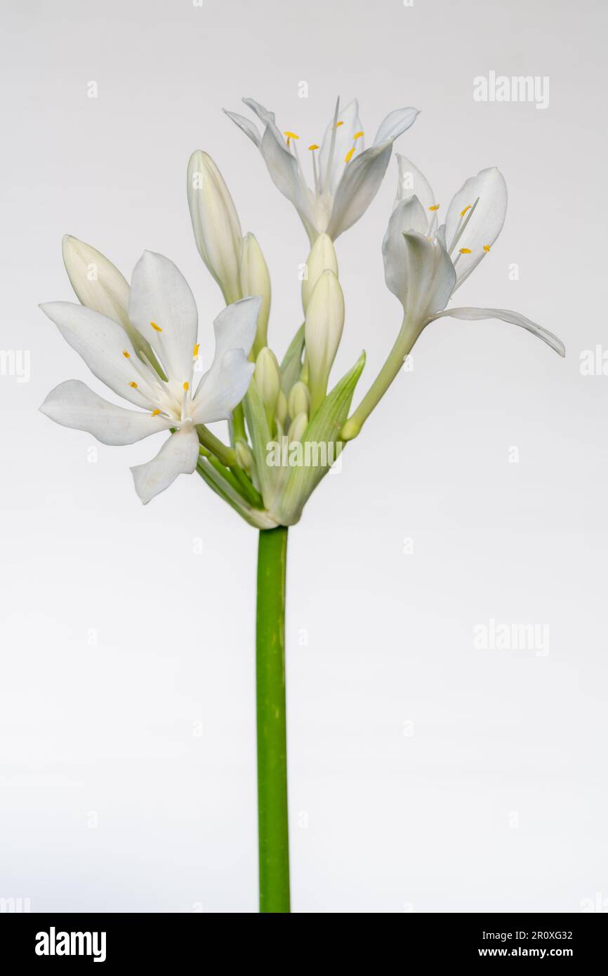 Closeup view of fresh pure white flowers and buds of proiphys ...