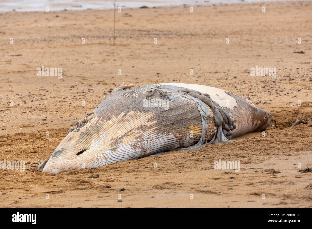 Whale dead beach hi-res stock photography and images - Alamy