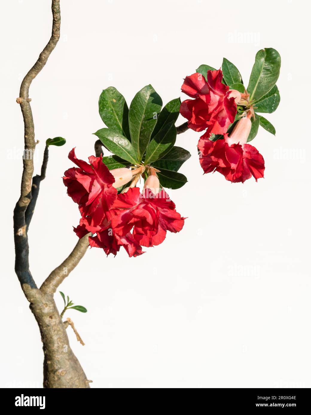 Closeup view of adenium obesum aka desert rose blooming with colorful ...