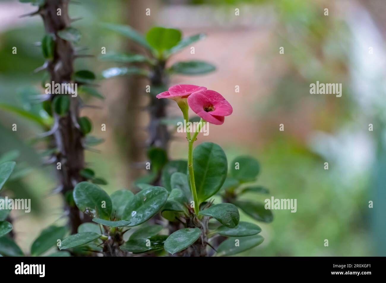 How to grow crown of thorns hi-res stock photography and images - Alamy
