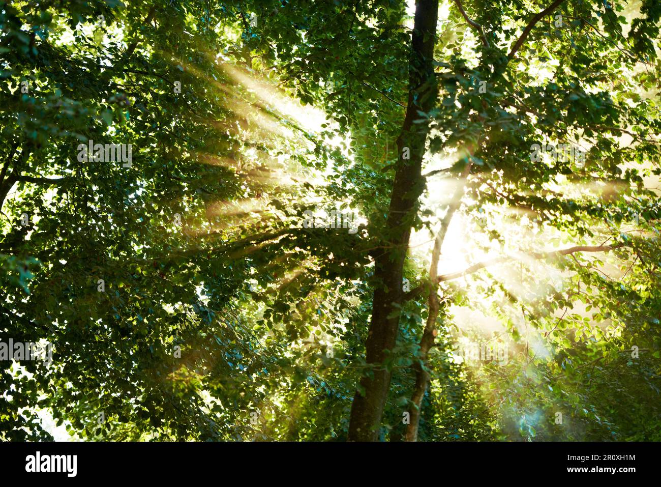 Low angle shot sunshine through hi-res stock photography and images - Alamy