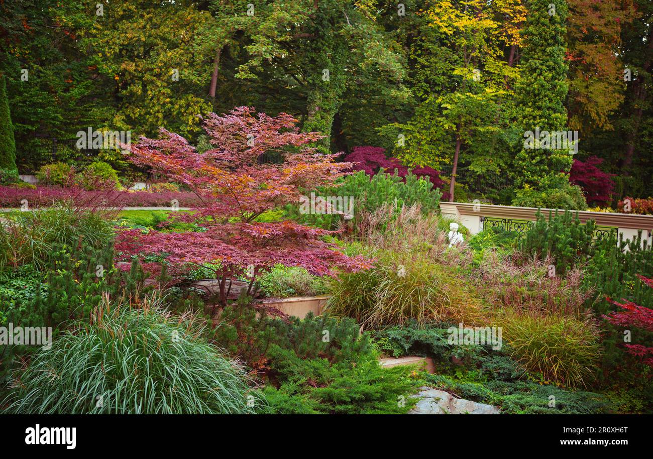 Japanese fire bush Maple palmatum Acer. Red autumn foliage on natural ...