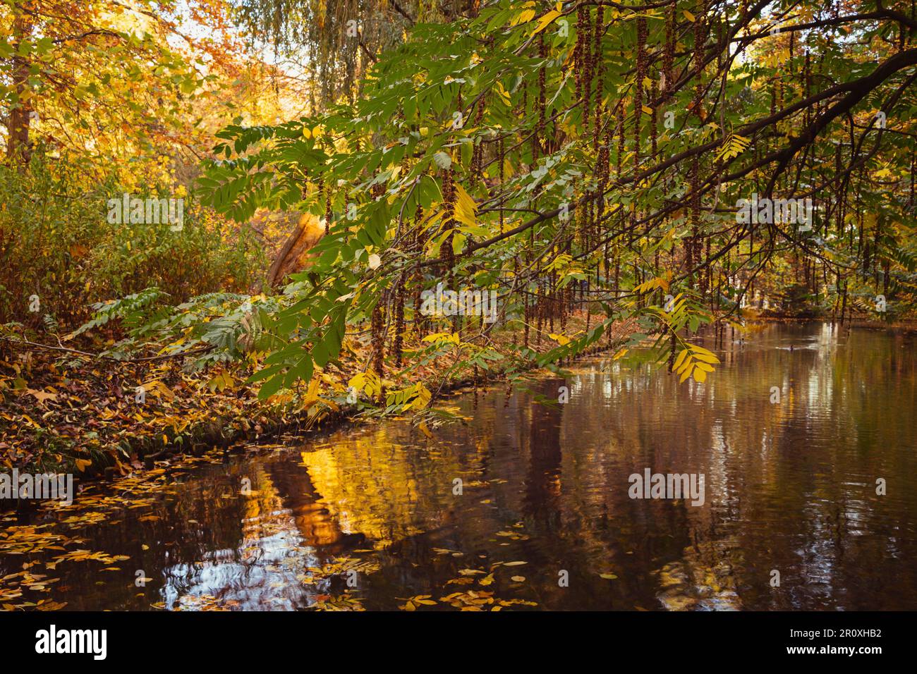 Beautiful autumn landscape in Oliva park in Gdansk, Poland. Scenic view ...