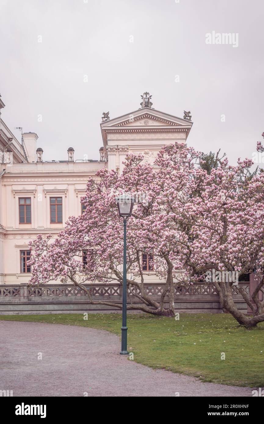 Pink magnolia tree in full blossom in front of historic facade of ...