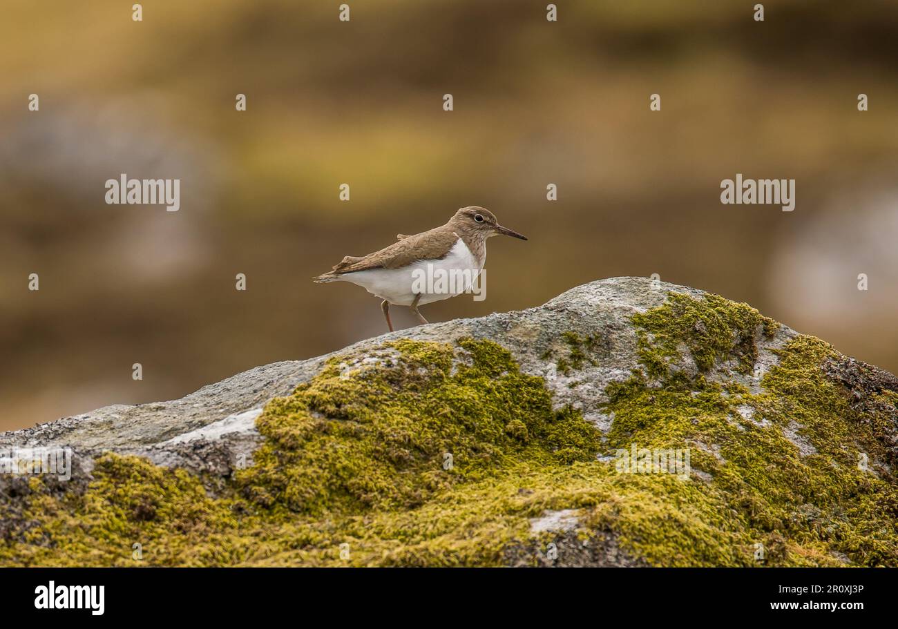 Common sandpiper captured in the outer hebrides hi-res stock ...