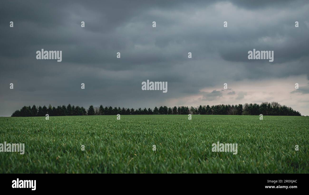 A small wood of evergreen trees on the horizon seen across a field of ...
