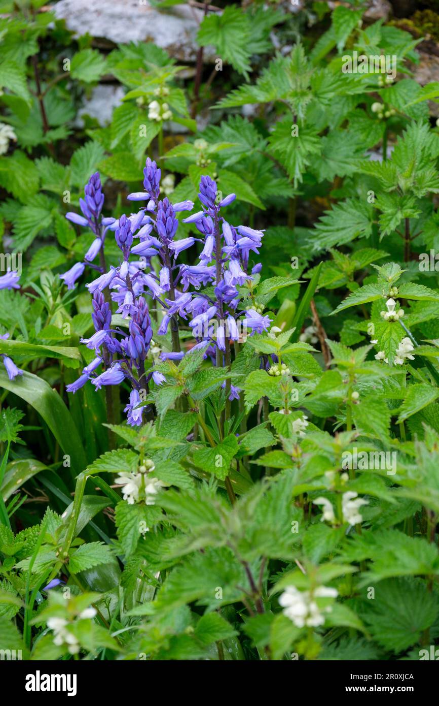 Bluebell border with copy space hi-res stock photography and images - Alamy