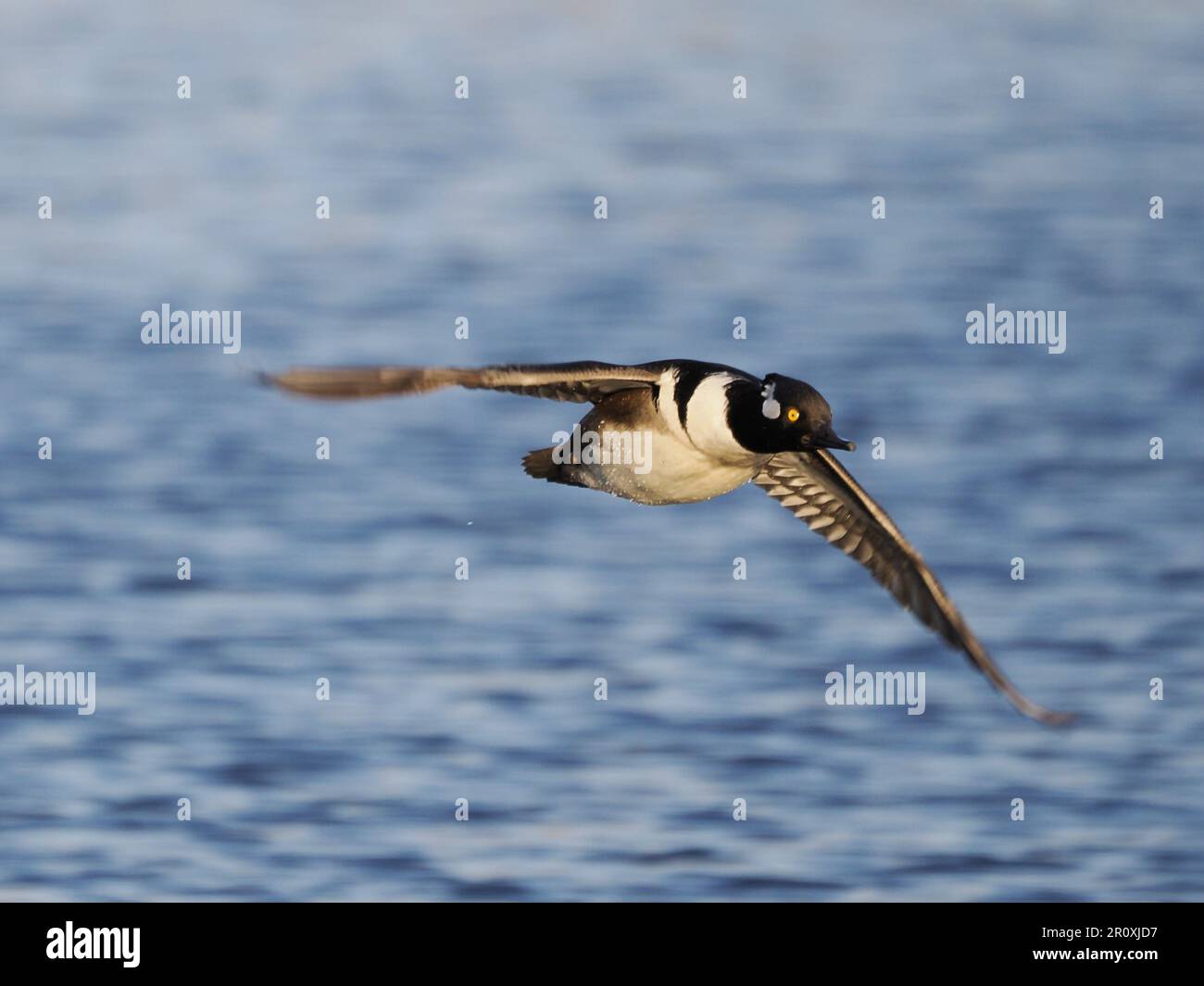 A majestic duck soaring in the sky with its wings spread wide over a ...