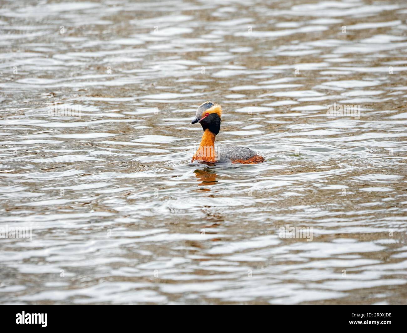 A Red-necked grebe (Podiceps auritus) swimming in a pond Stock Photo ...