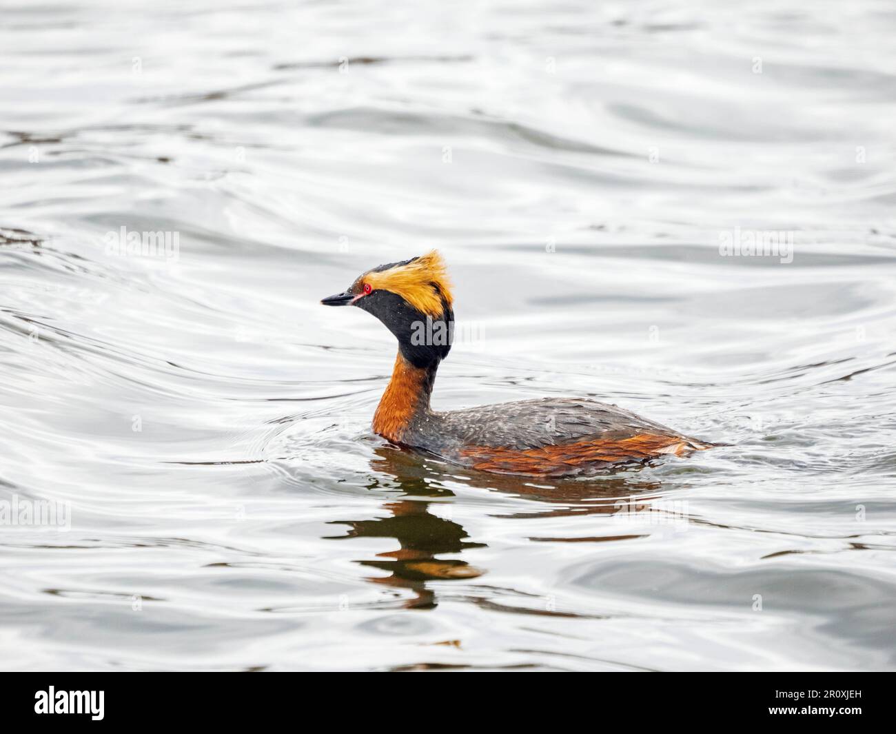 A Red-necked grebe (Podiceps auritus) swimming in a pond Stock Photo ...