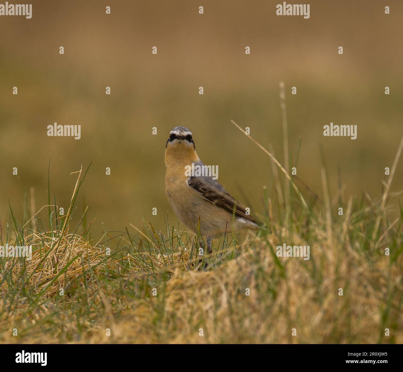Wheatear captured in the outer hebrides hi-res stock photography and ...