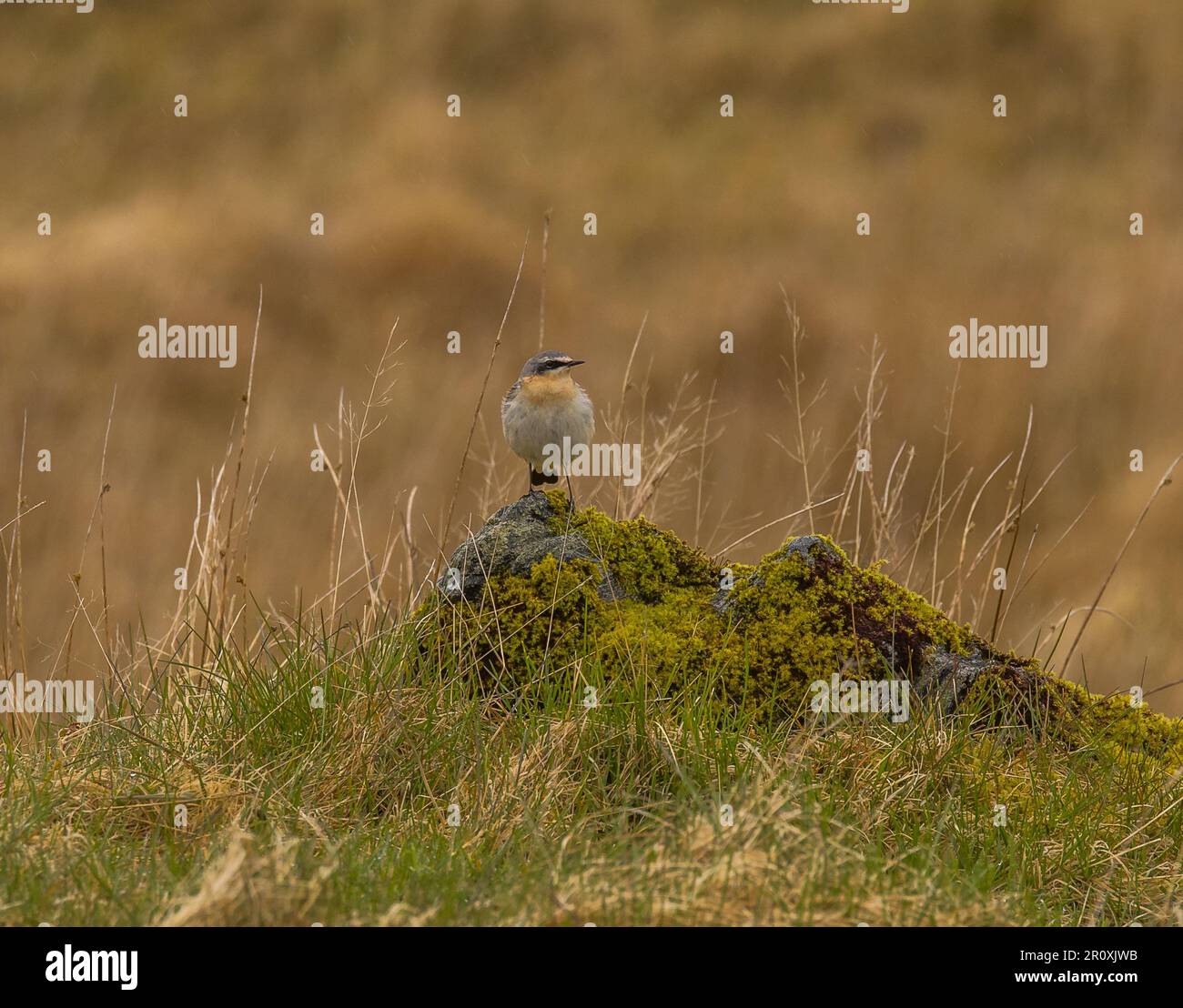 Wheatear captured in the outer hebrides hi-res stock photography and ...