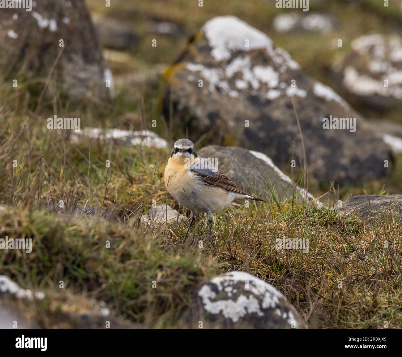 Gavin rowley wildlife photograph hi-res stock photography and images ...