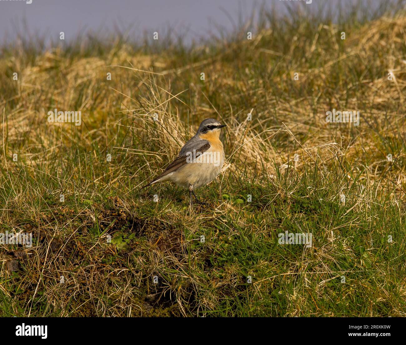 Gavin rowley wildlife photograph hi-res stock photography and images ...