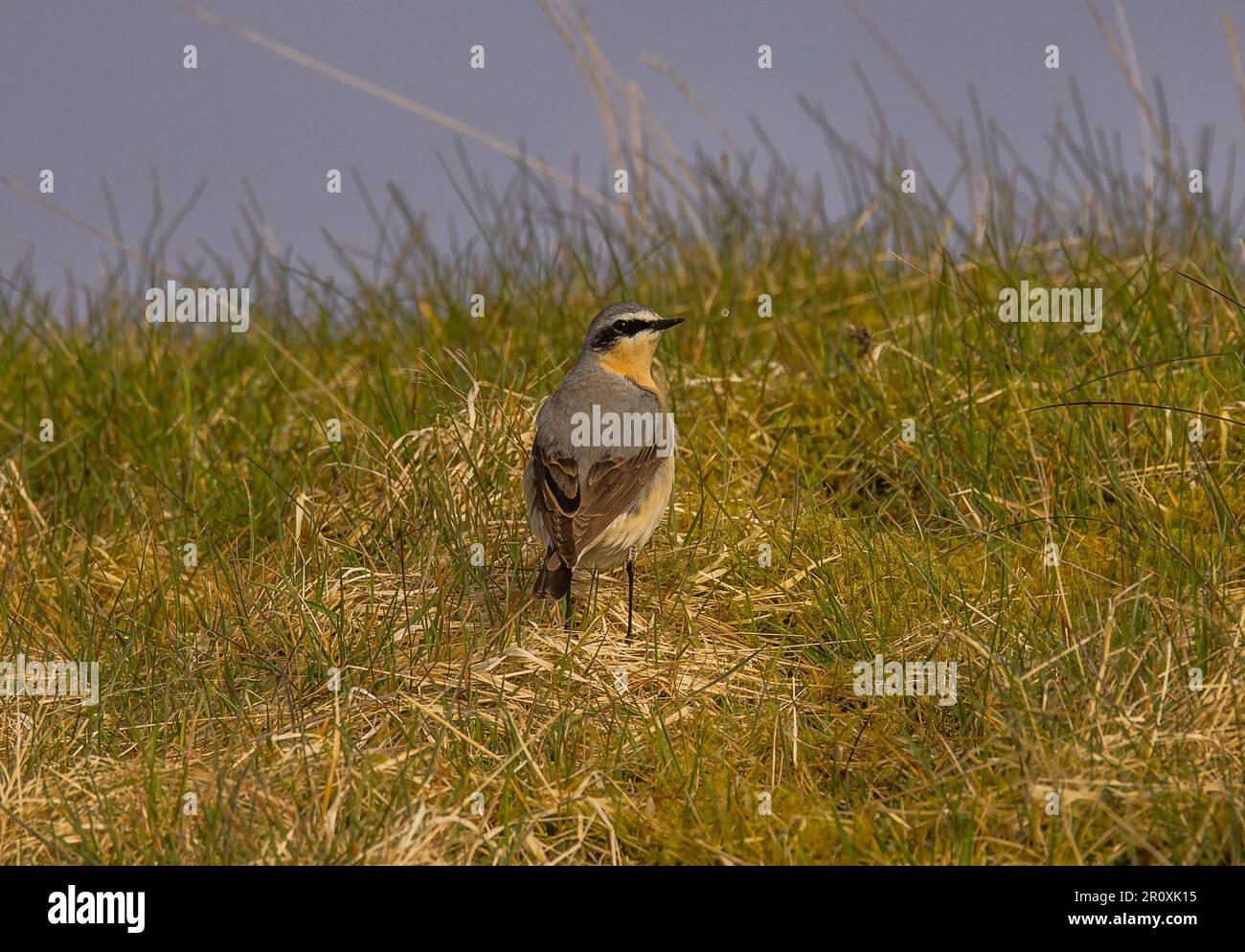 Wheatear captured in the outer hebrides hi-res stock photography and ...