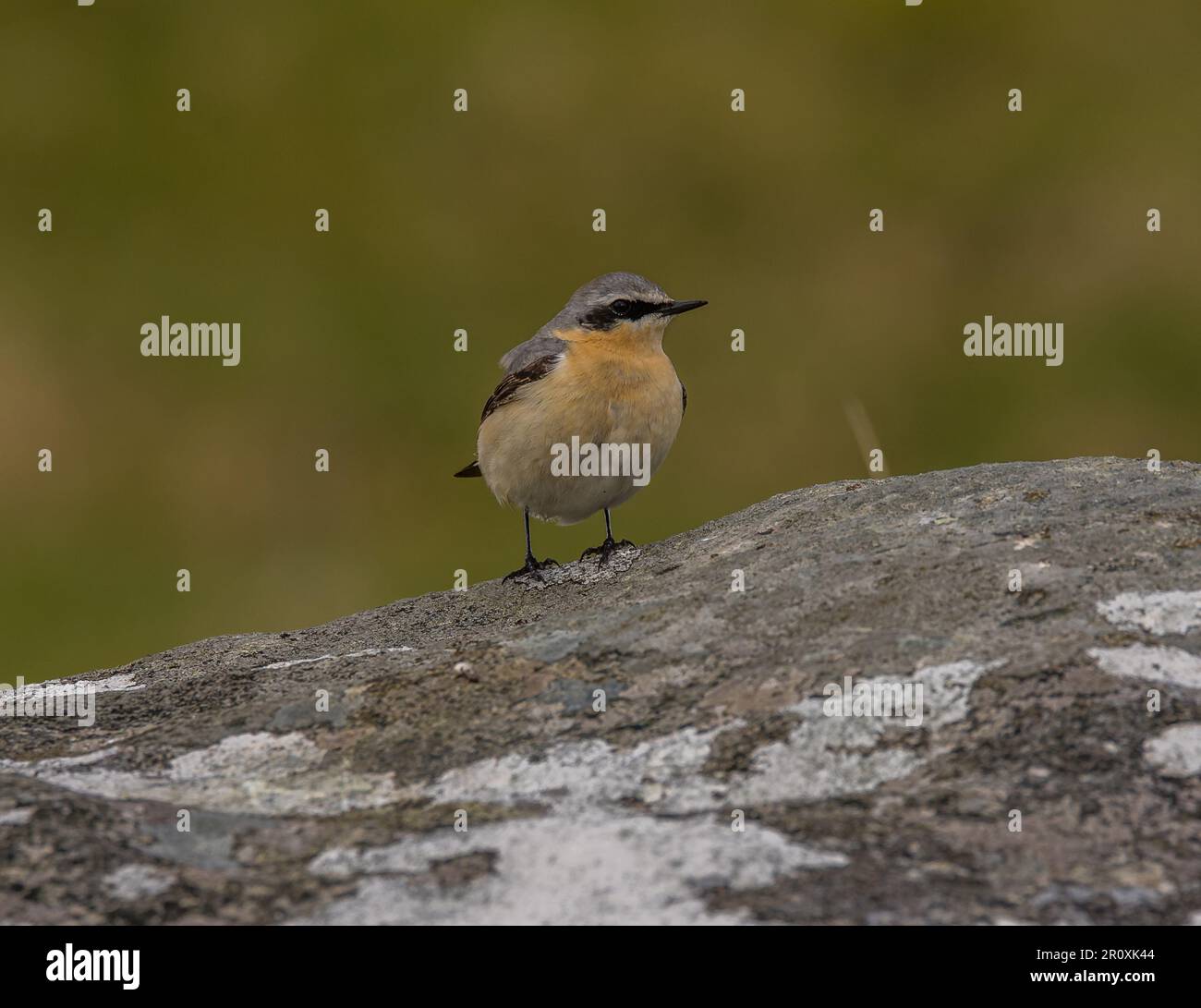 Gavin rowley wildlife photograph hi-res stock photography and images ...