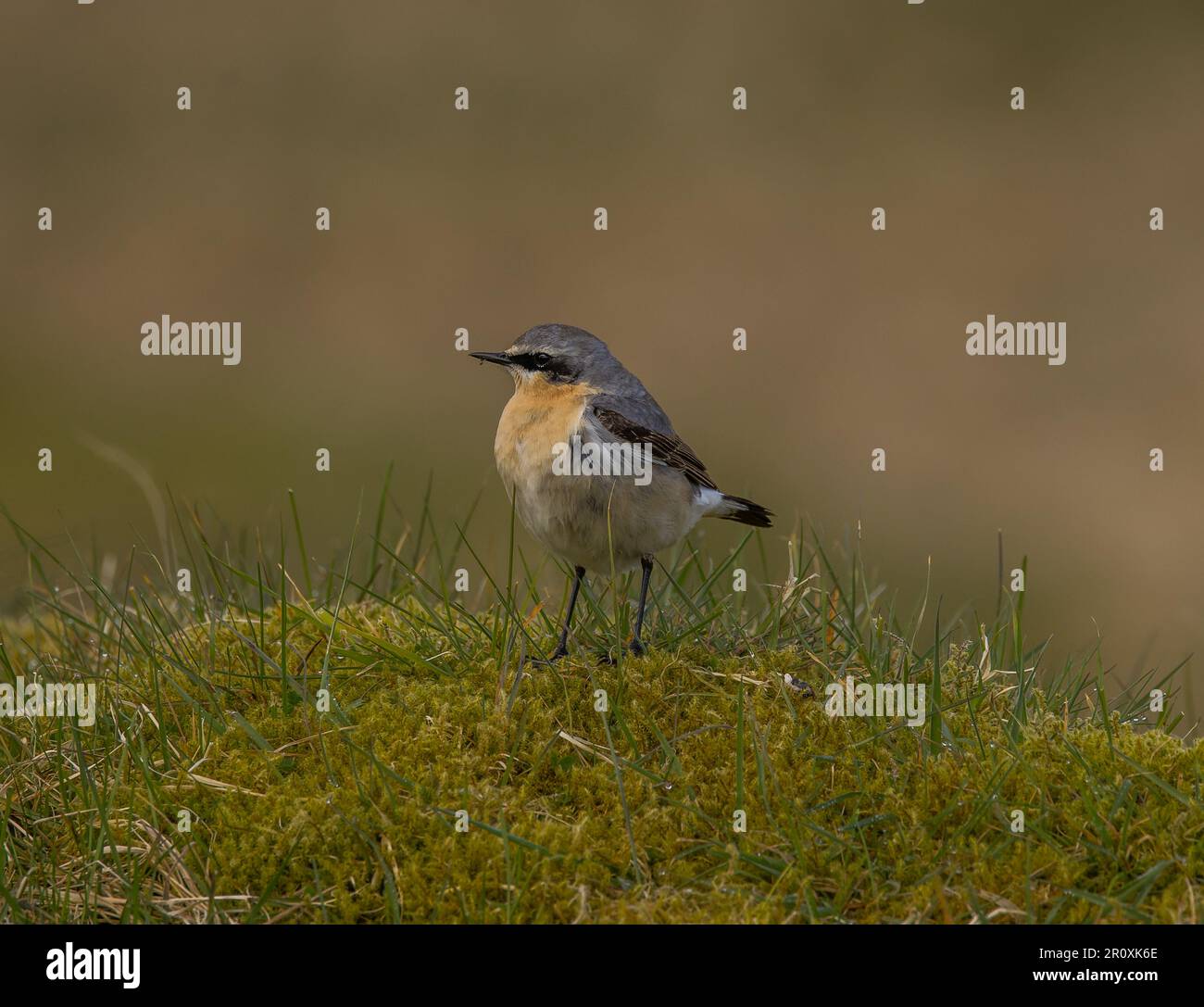 Gavin rowley wildlife photograph hi-res stock photography and images ...