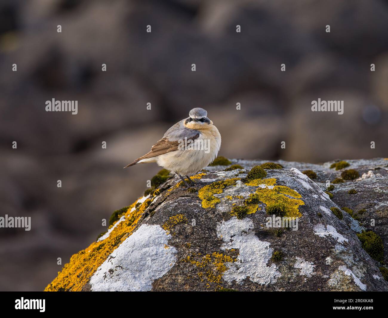Wheatear captured in the outer hebrides hi-res stock photography and ...