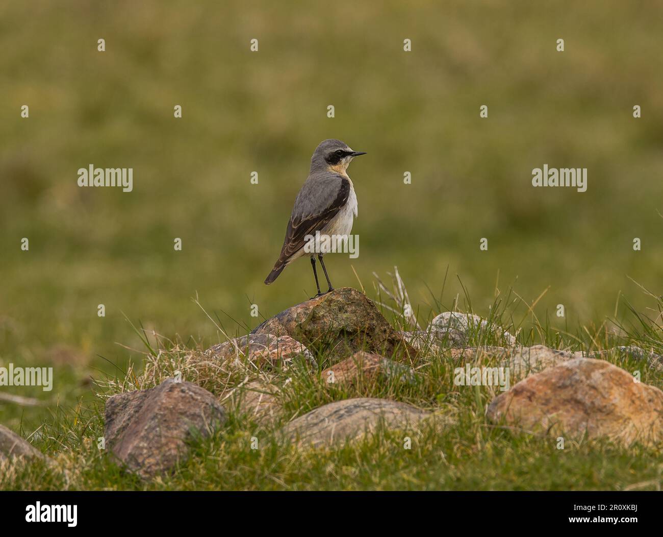 Gavin rowley wildlife photograph hi-res stock photography and images ...