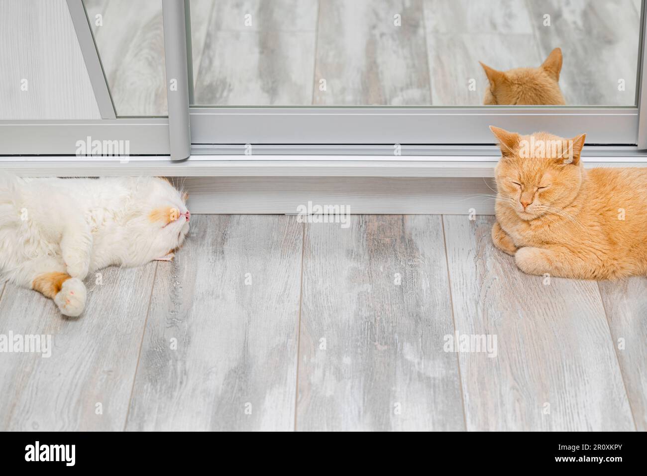 two cats lie on the floor opposite each other. a cat attracts the ...